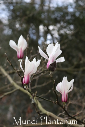 Magnolia zenii | Mundi Plantarum
