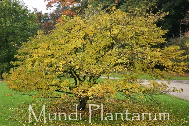 Morus alba 'Nana Issai' | Mundi Plantarum