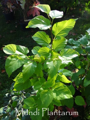 Morus alba 'Nana Issai' | Mundi Plantarum