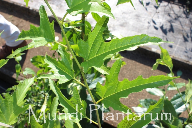 Morus australis | Mundi Plantarum