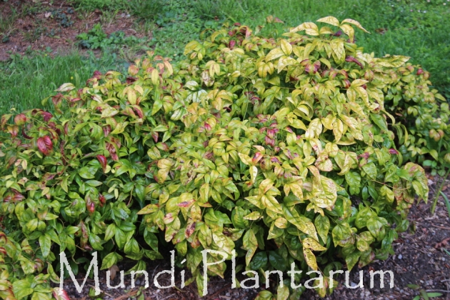 Nandina domestica 'Pygmaea' | Mundi Plantarum