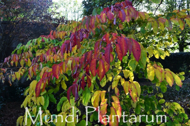 Neoshirakia japonica | Mundi Plantarum