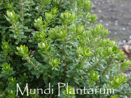 Olearia nummularifolia 'Rifnik' | Mundi Plantarum