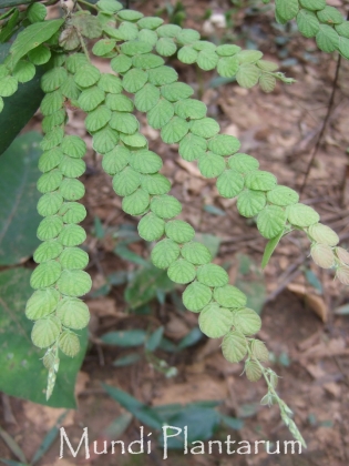 Phyllodium pulchellum | Mundi Plantarum