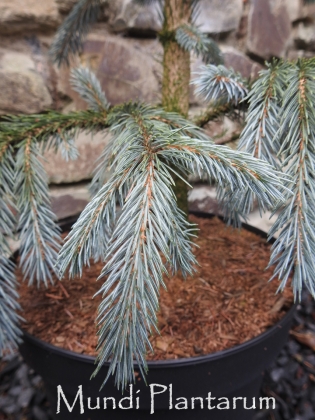 Picea engelmannii 'Blue Magoo' | Mundi Plantarum