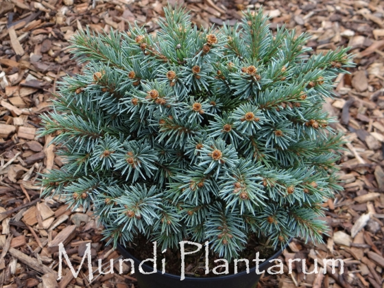 Picea engelmannii 'Jasper' | Mundi Plantarum