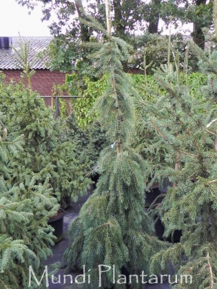 Picea omorika 'Gotelli Weeping' | Mundi Plantarum