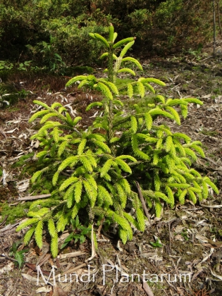 Picea orientalis 'Firefly' | Mundi Plantarum