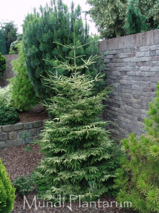 Picea orientalis 'Silver Seedling' | Mundi Plantarum