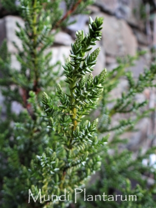 Pilgerodendron uviferum | Mundi Plantarum