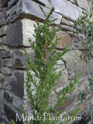 Pilgerodendron uviferum | Mundi Plantarum
