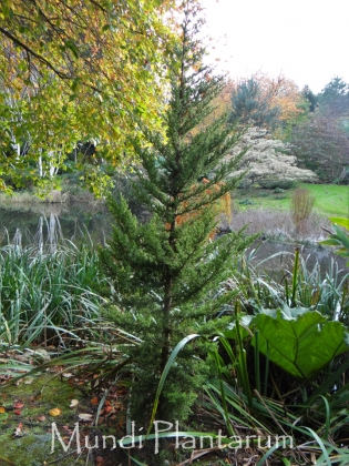 Pilgerodendron uviferum | Mundi Plantarum
