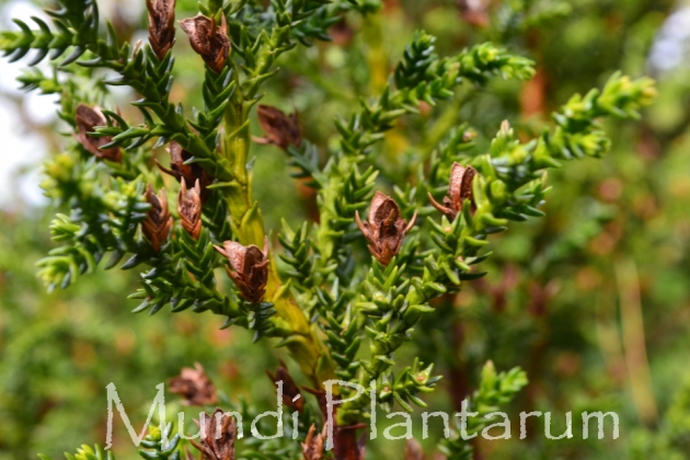 Pilgerodendron uviferum | Mundi Plantarum
