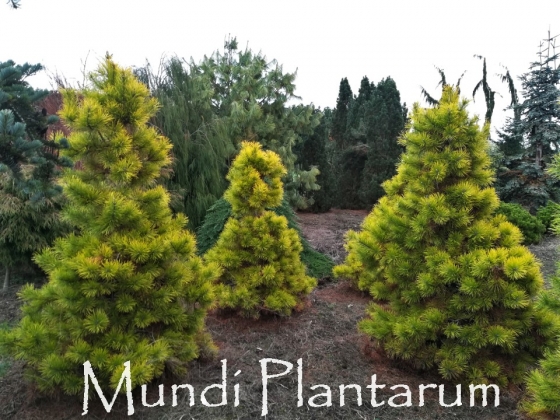 Pinus contorta 'Chief Joseph' | Mundi Plantarum