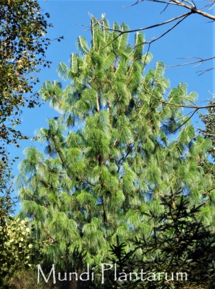 Pinus maximinoi | Mundi Plantarum