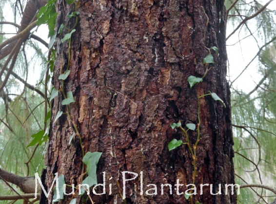 Pinus maximinoi | Mundi Plantarum