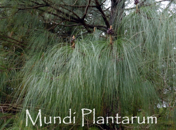 Pinus maximinoi | Mundi Plantarum