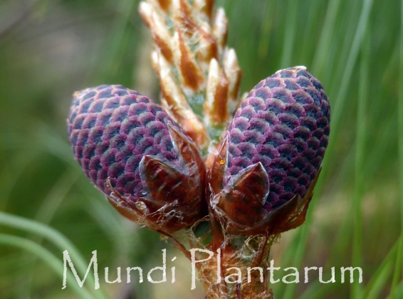 Pinus maximinoi | Mundi Plantarum