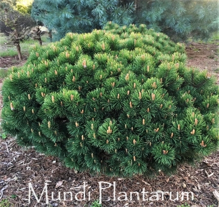 Pinus mugo 'March' | Mundi Plantarum