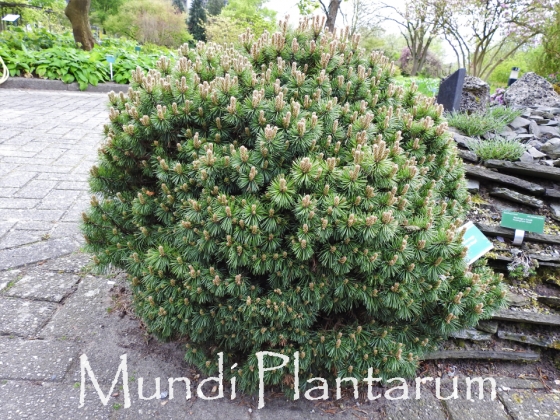 Pinus mugo 'Mini Mops' | Mundi Plantarum