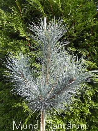 Pinus peuce 'Pacific Blue' | Mundi Plantarum