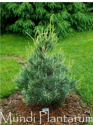Pinus strobus 'Blue Clovers' | Mundi Plantarum