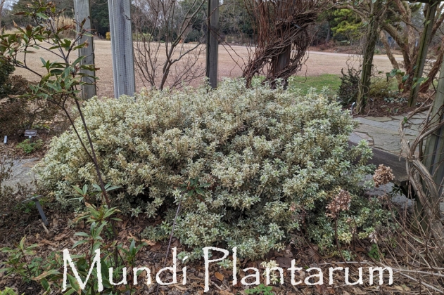 Pittosporum heterophyllum 'Variegatum' | Mundi Plantarum