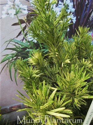 Podocarpus macrophyllus 'Roman Candle' | Mundi Plantarum
