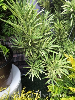 Podocarpus macrophyllus 'Roman Candle' | Mundi Plantarum