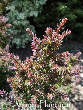 Podocarpus lawrencei 'Red Tips' | Mundi Plantarum