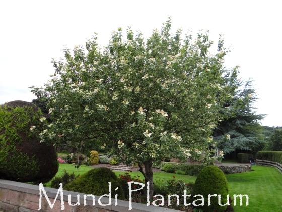 Populus candicans 'Aurora' | Mundi Plantarum