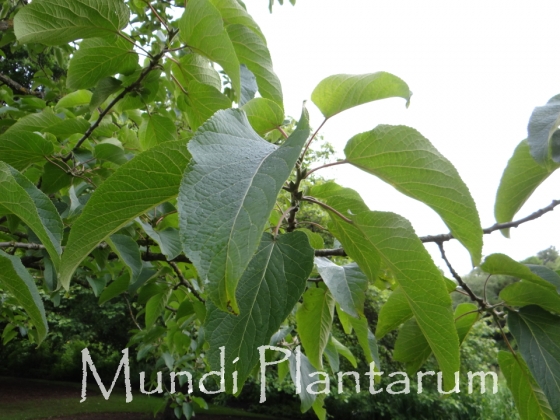 Populus lasiocarpa | Mundi Plantarum
