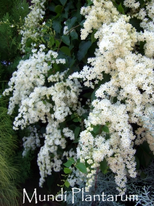 Porana volubilis | Mundi Plantarum