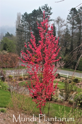 Prunus persica 'Terute Beni' | Mundi Plantarum