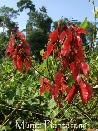 Pterolobium macropterum | Mundi Plantarum