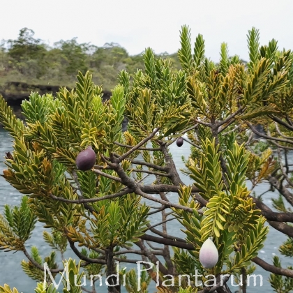 Retrophyllum minus | Mundi Plantarum