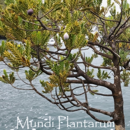 Retrophyllum minus | Mundi Plantarum