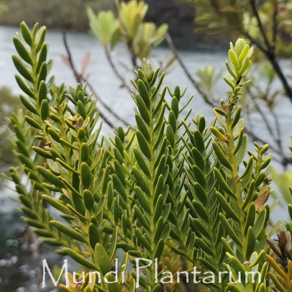 Retrophyllum minus | Mundi Plantarum