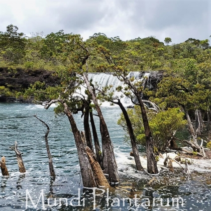 Retrophyllum minus | Mundi Plantarum