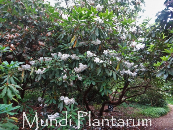 Rhododendron Loderi Group 'Loderi Sir Edmund' | Mundi Plantarum