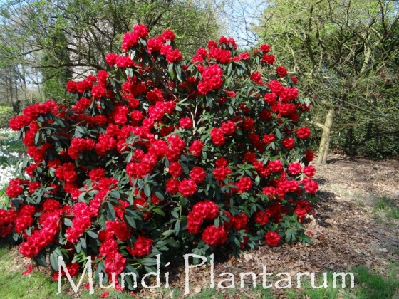 Rhododendron 'Taurus' | Mundi Plantarum
