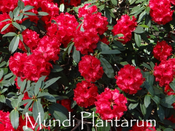 Rhododendron 'Taurus' | Mundi Plantarum