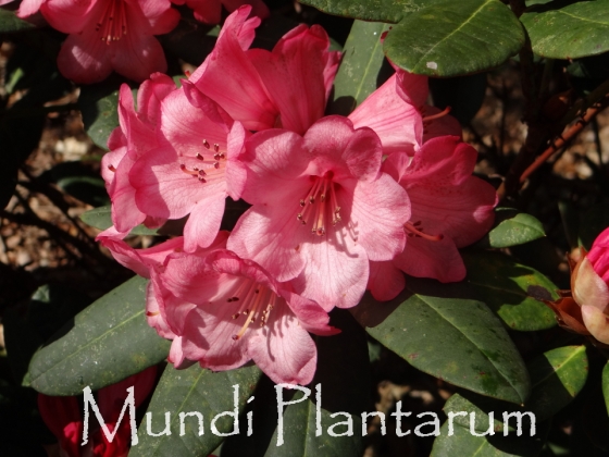 Rhododendron 'Wine and Roses' | Mundi Plantarum