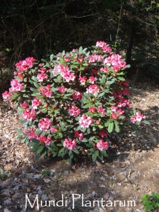 Rhododendron 'Wine and Roses' | Mundi Plantarum