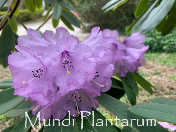 Rhododendron davidii (from Ken Cox.) | Mundi Plantarum