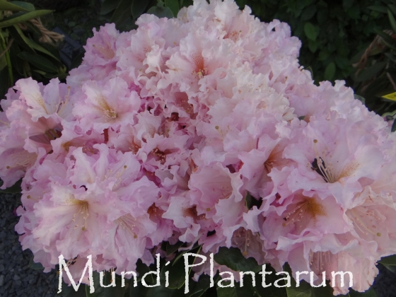 Rhododendron decorum 'Dagmar' | Mundi Plantarum
