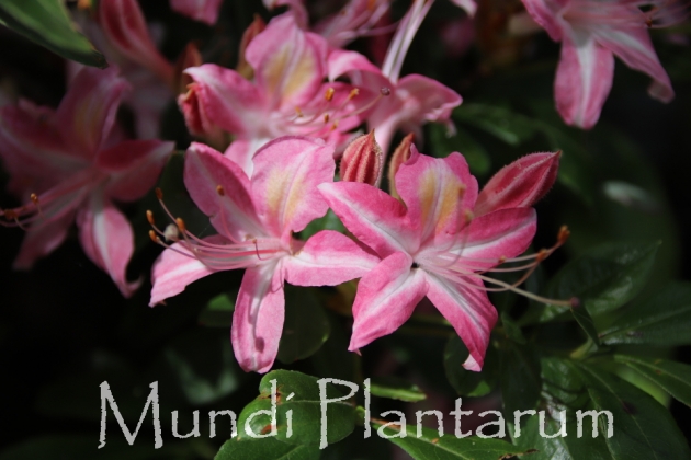 Rhododendron viscosa 'Ribbon Candy' | Mundi Plantarum