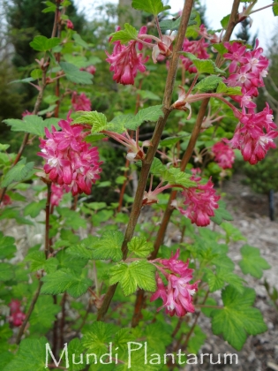 Ribes sanguineum 'Pulborough Scarlet Variegata' | Mundi Plantarum
