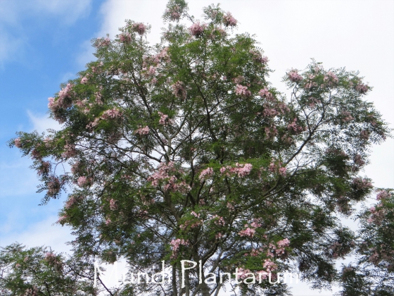 Robinia (x) slavinii 'Hillieri' | Mundi Plantarum