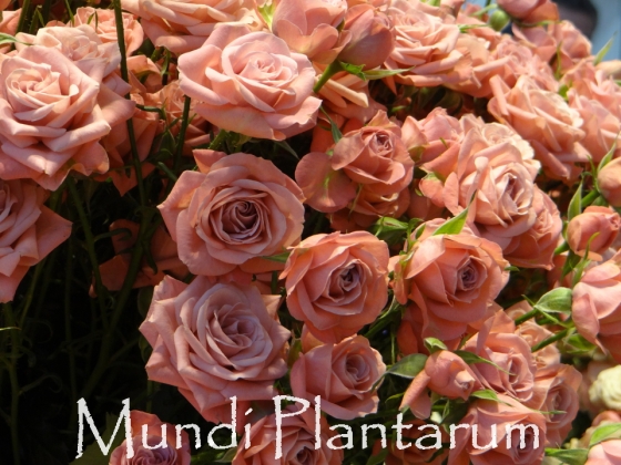 Rosa 'Adele' | Mundi Plantarum